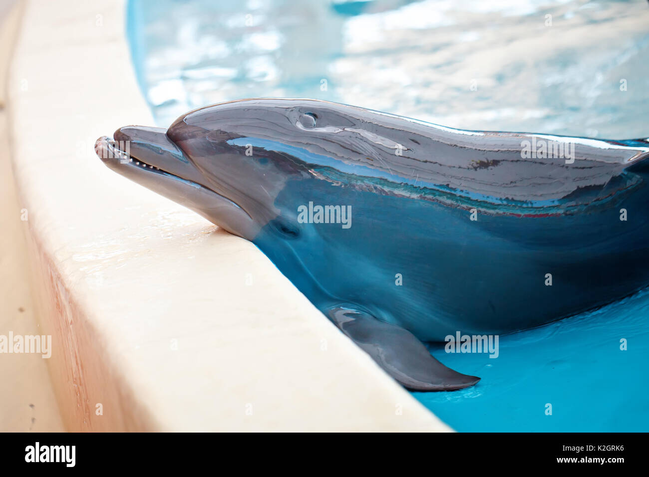 Baby dolphin cute hi-res stock photography and images - Alamy