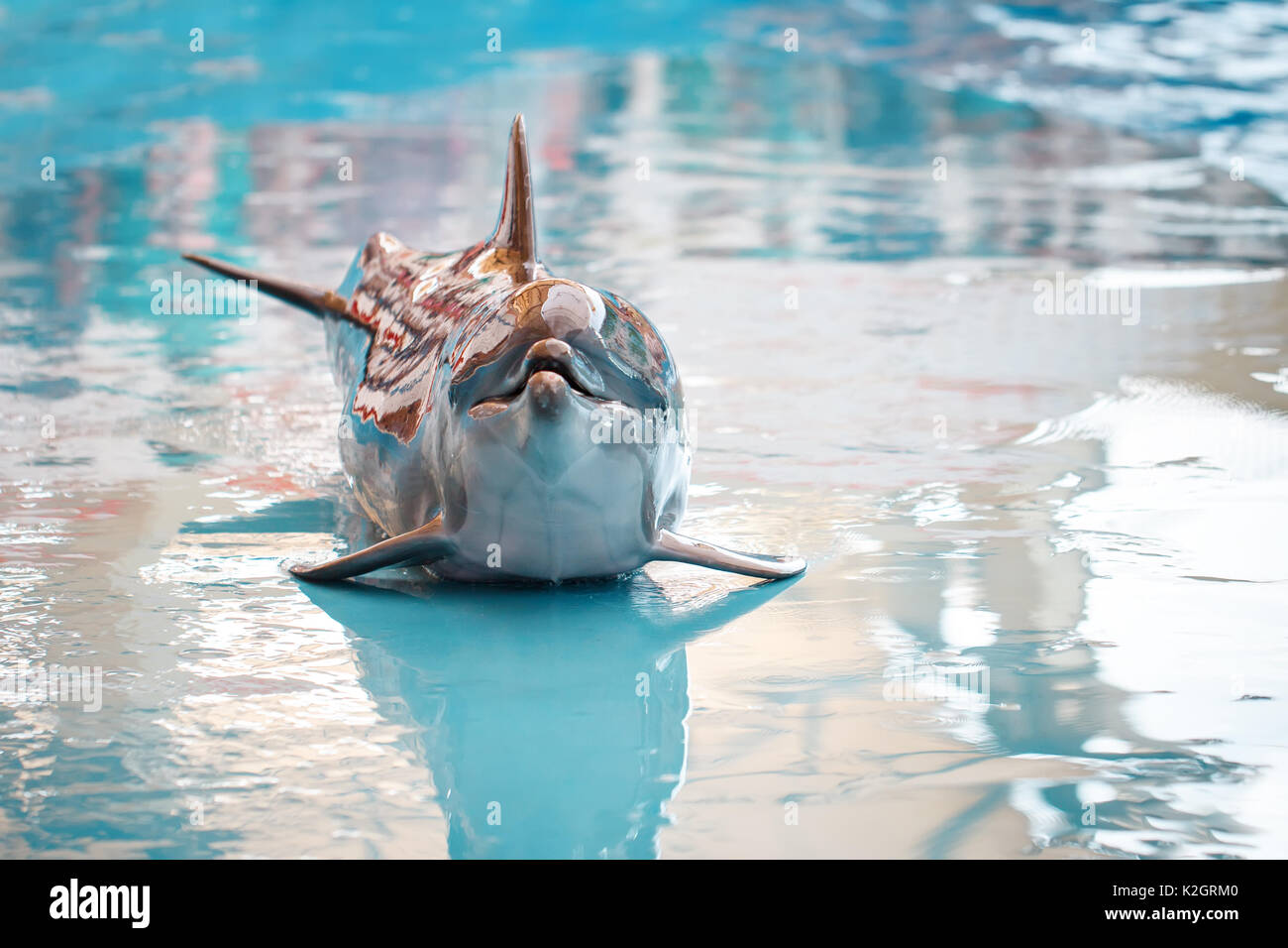 A young Dolphin is smiling and playing in the pool Stock Photo - Alamy