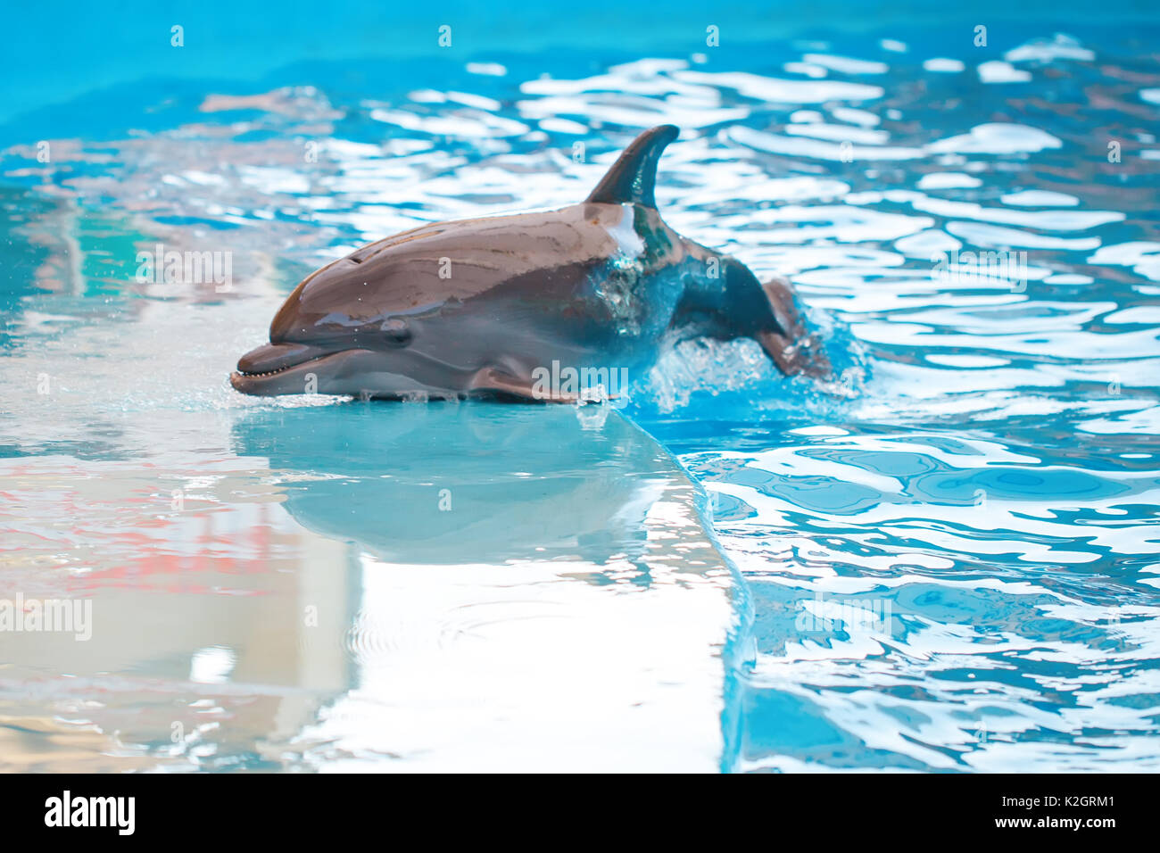 A young Dolphin is smiling and playing in the pool Stock Photo - Alamy