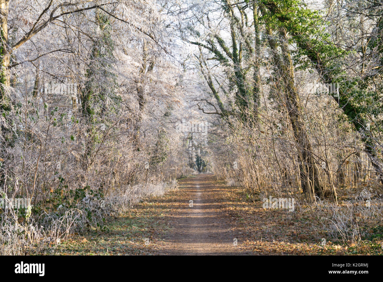 Path pathway forest hi-res stock photography and images - Alamy