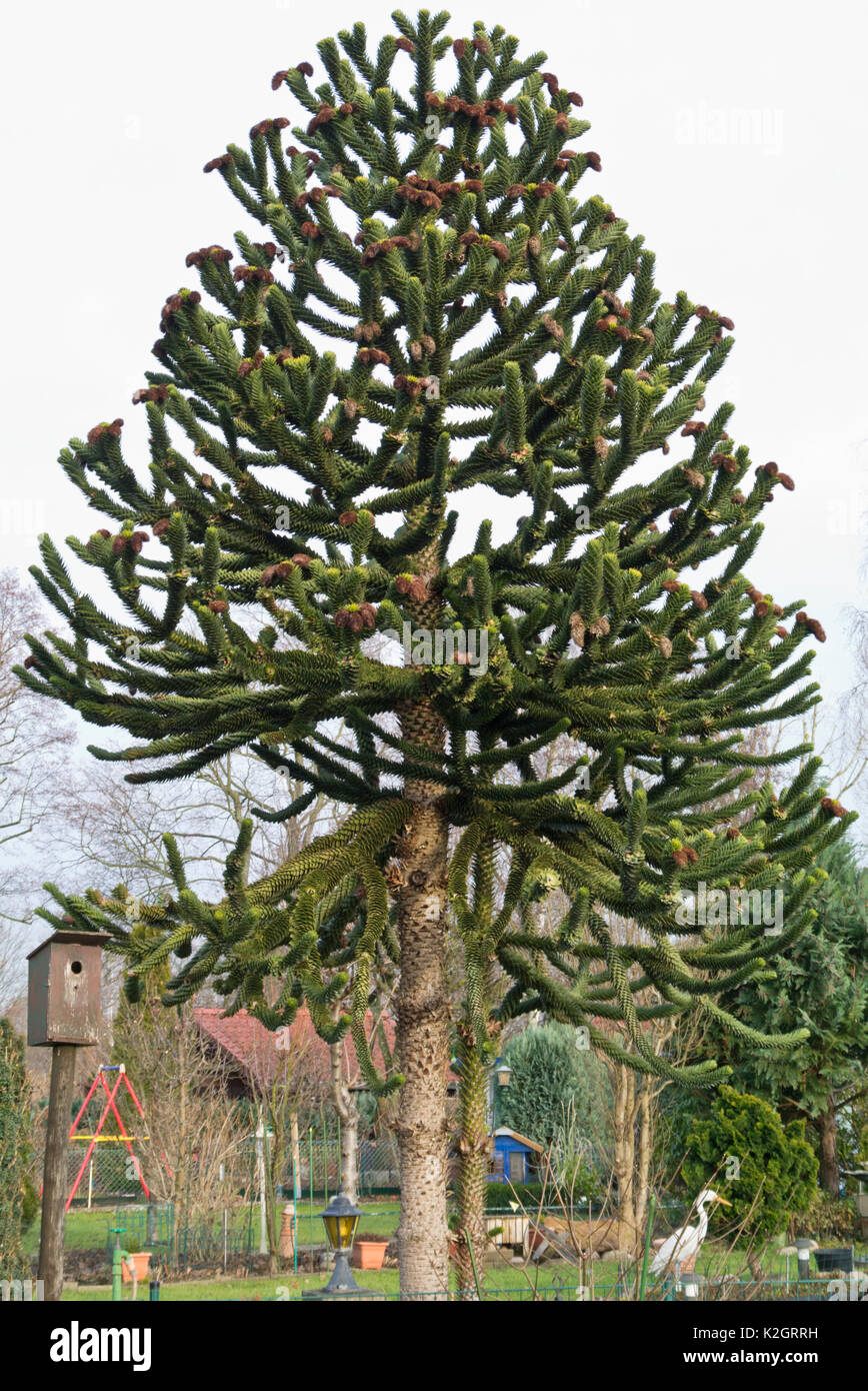 Chile pine (Araucaria araucana Stock Photo - Alamy