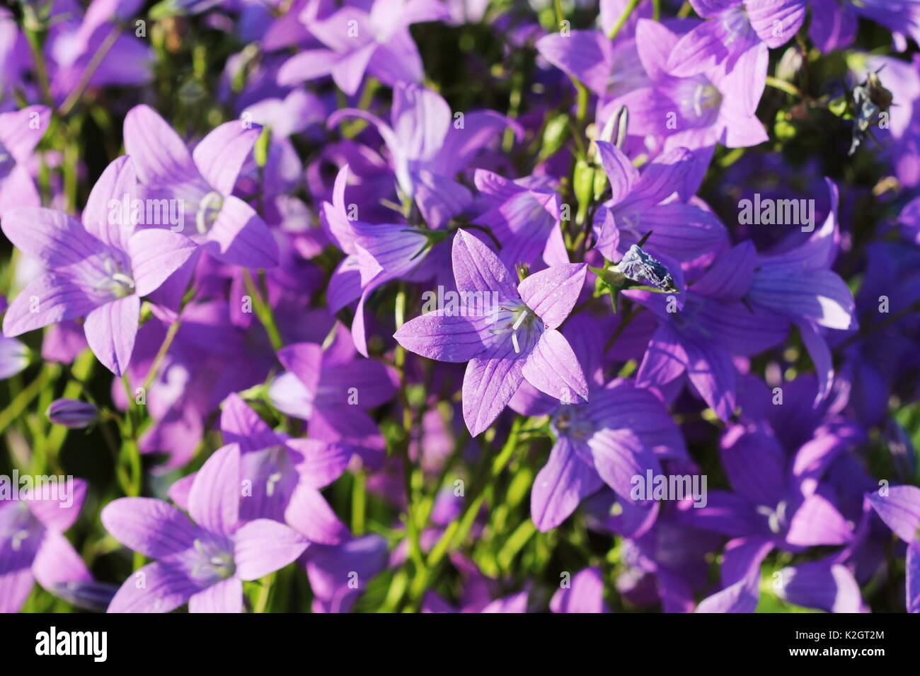 Flower of Campanula patula spreading bellflower in bloom on the meadow ...