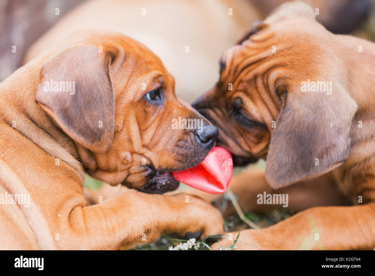 picture of two Rhodesian Ridgeback puppies who are fighting for a ...