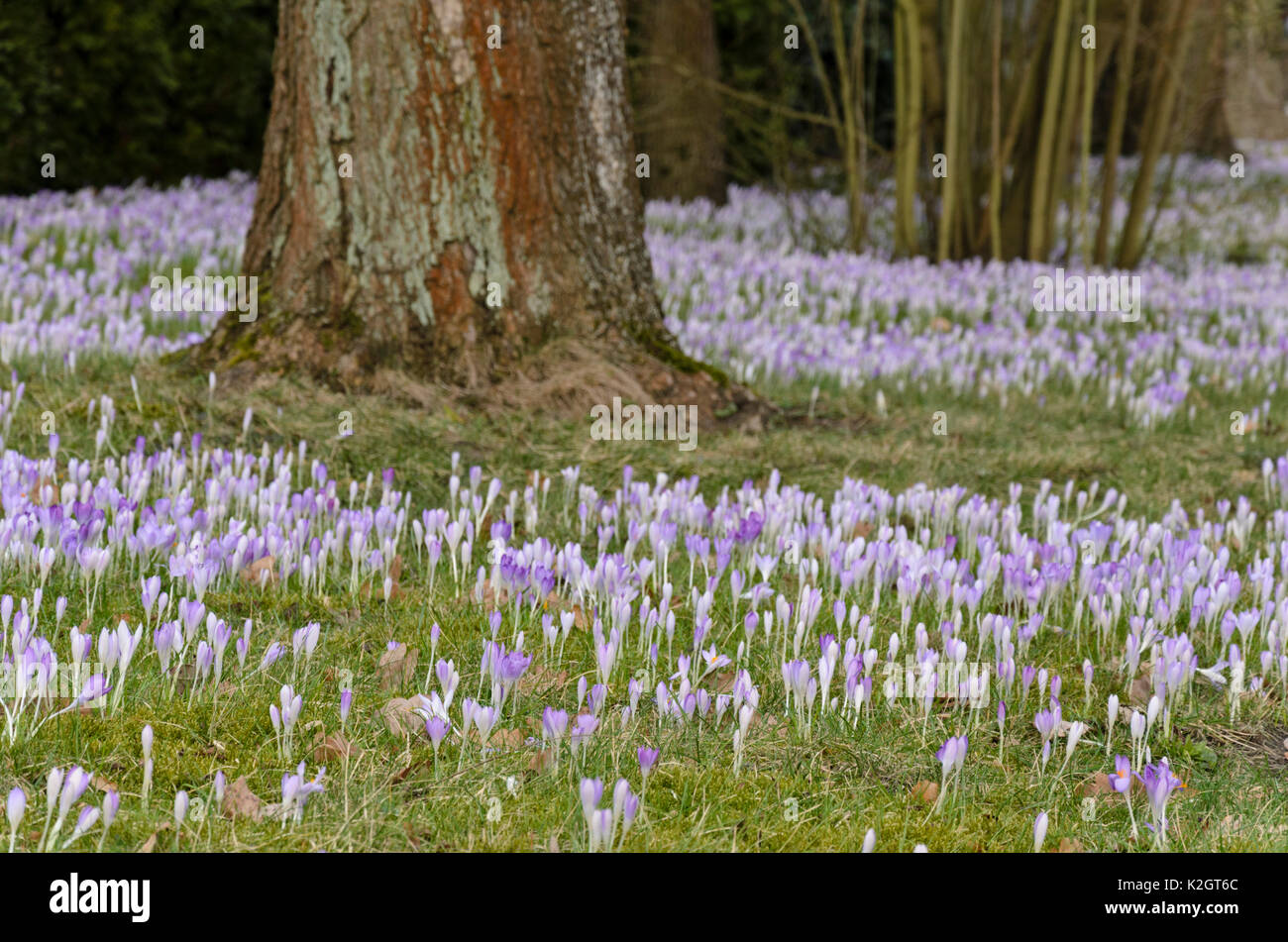 Early crocus (Crocus tommasinianus Stock Photo - Alamy