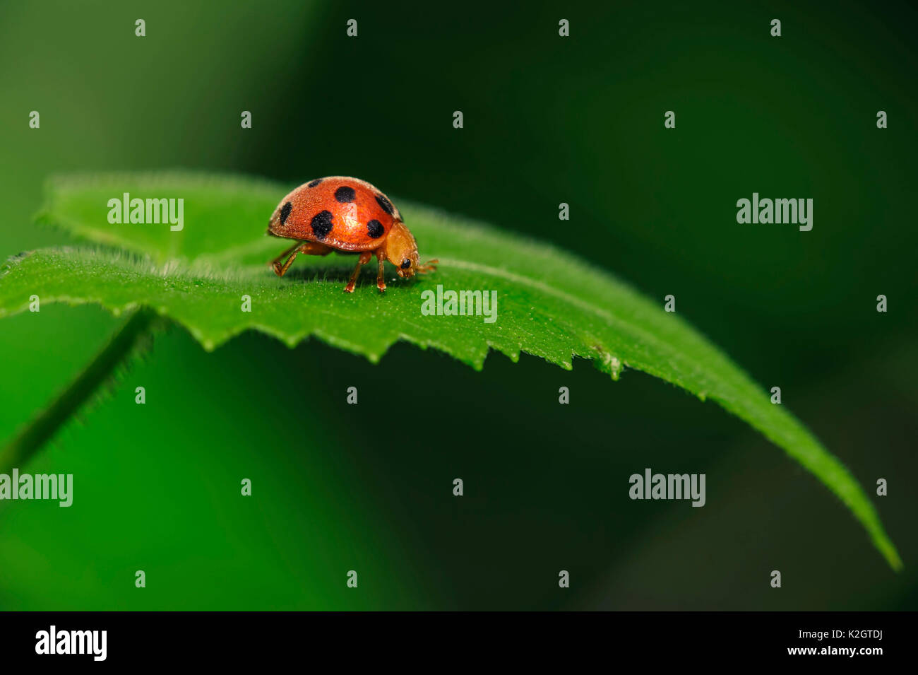Lady bug take off hi-res stock photography and images - Alamy
