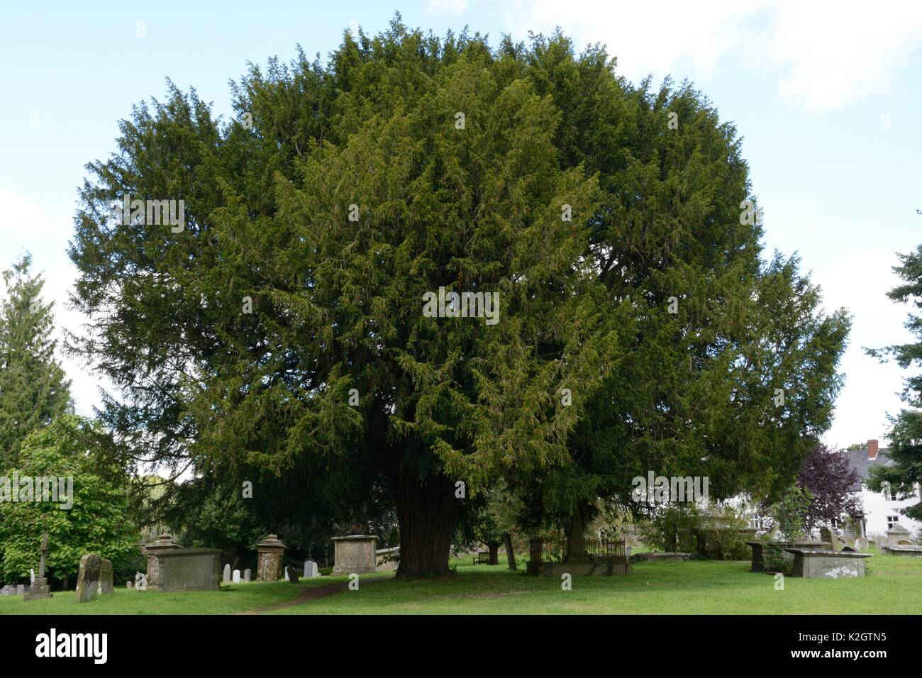 Yew tree in the graveyard of All Saints Church Newland The Cathedral of ...