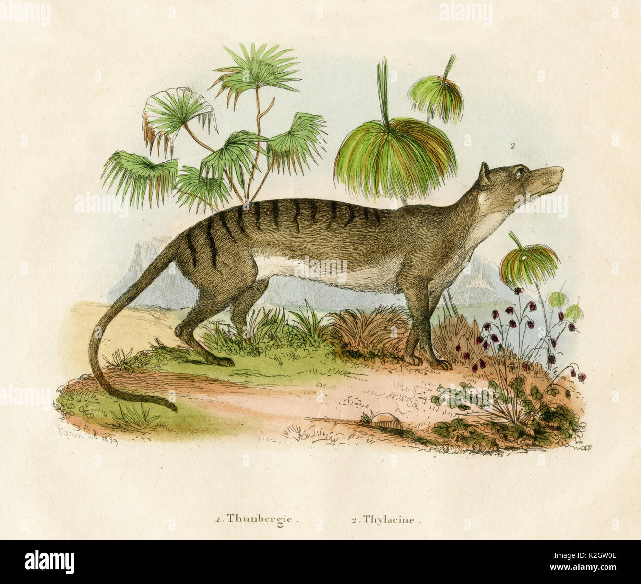 Thylacine tasmania hi-res stock photography and images - Alamy