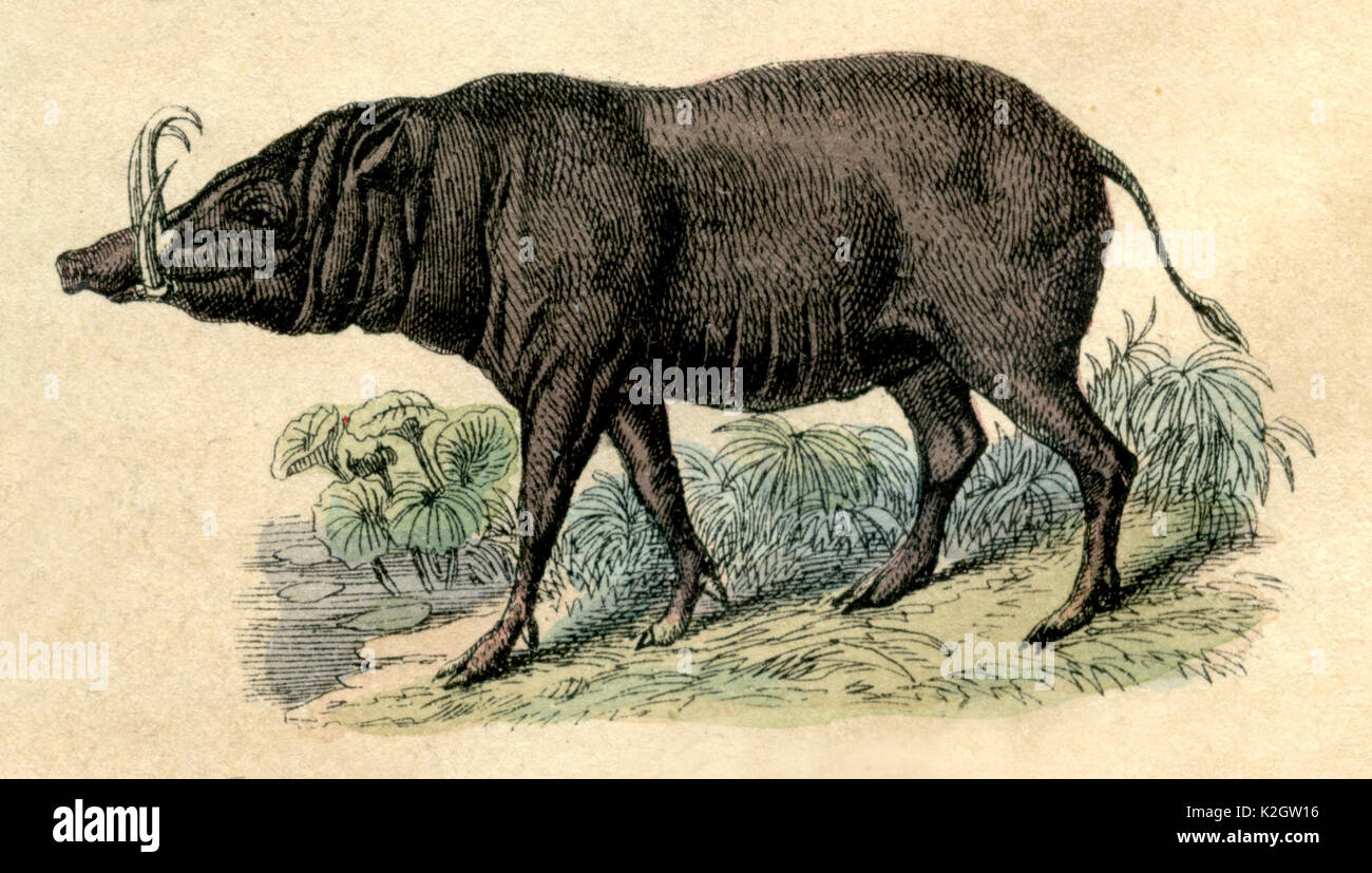 babirusa, babushka or deer-pig Stock Photo - Alamy