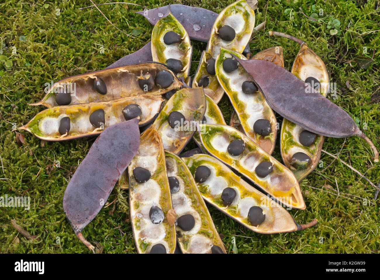 Kentucky coffeetree (Gymnocladus dioicus Stock Photo - Alamy