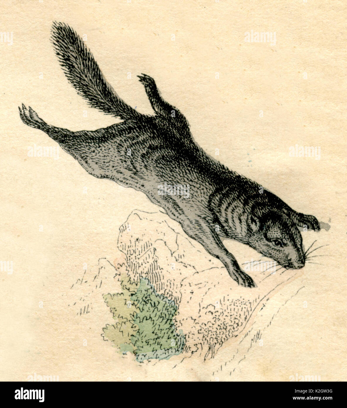 Flying squirrel jump hi-res stock photography and images - Alamy