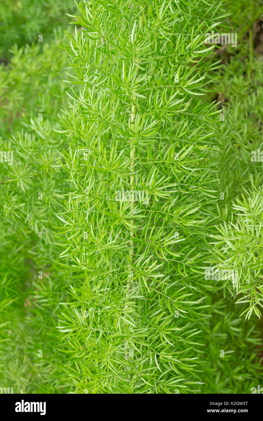 Plume asparagus (Asparagus densiflorus 'Meyeri' Stock Photo - Alamy