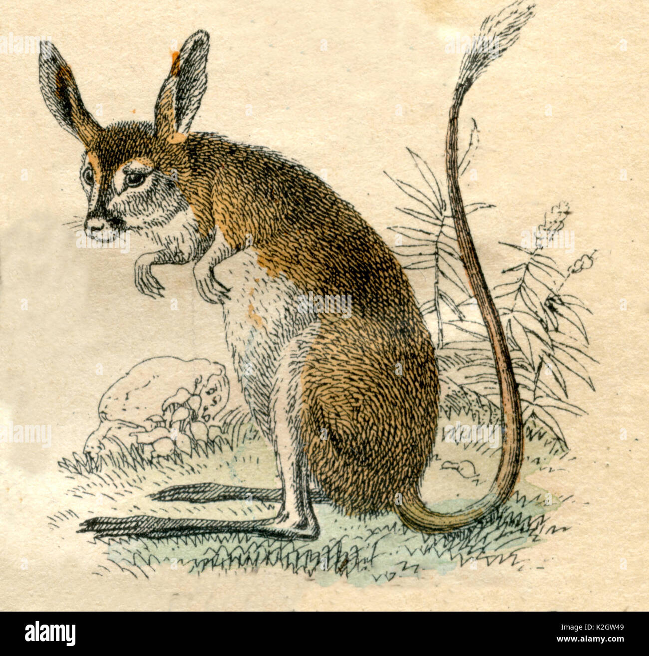 Allactaga major hi-res stock photography and images - Alamy