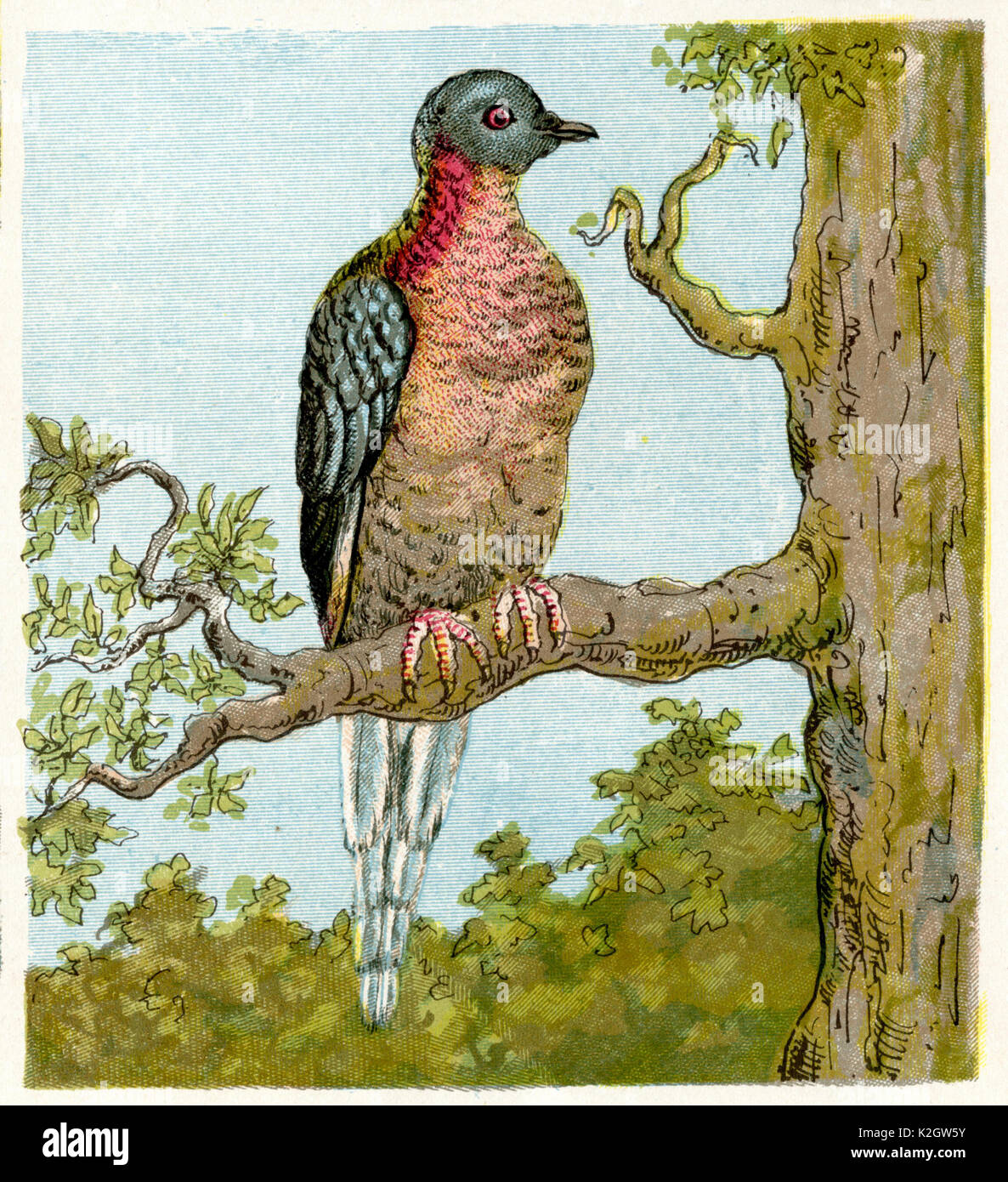 Passenger pigeon hi-res stock photography and images - Alamy