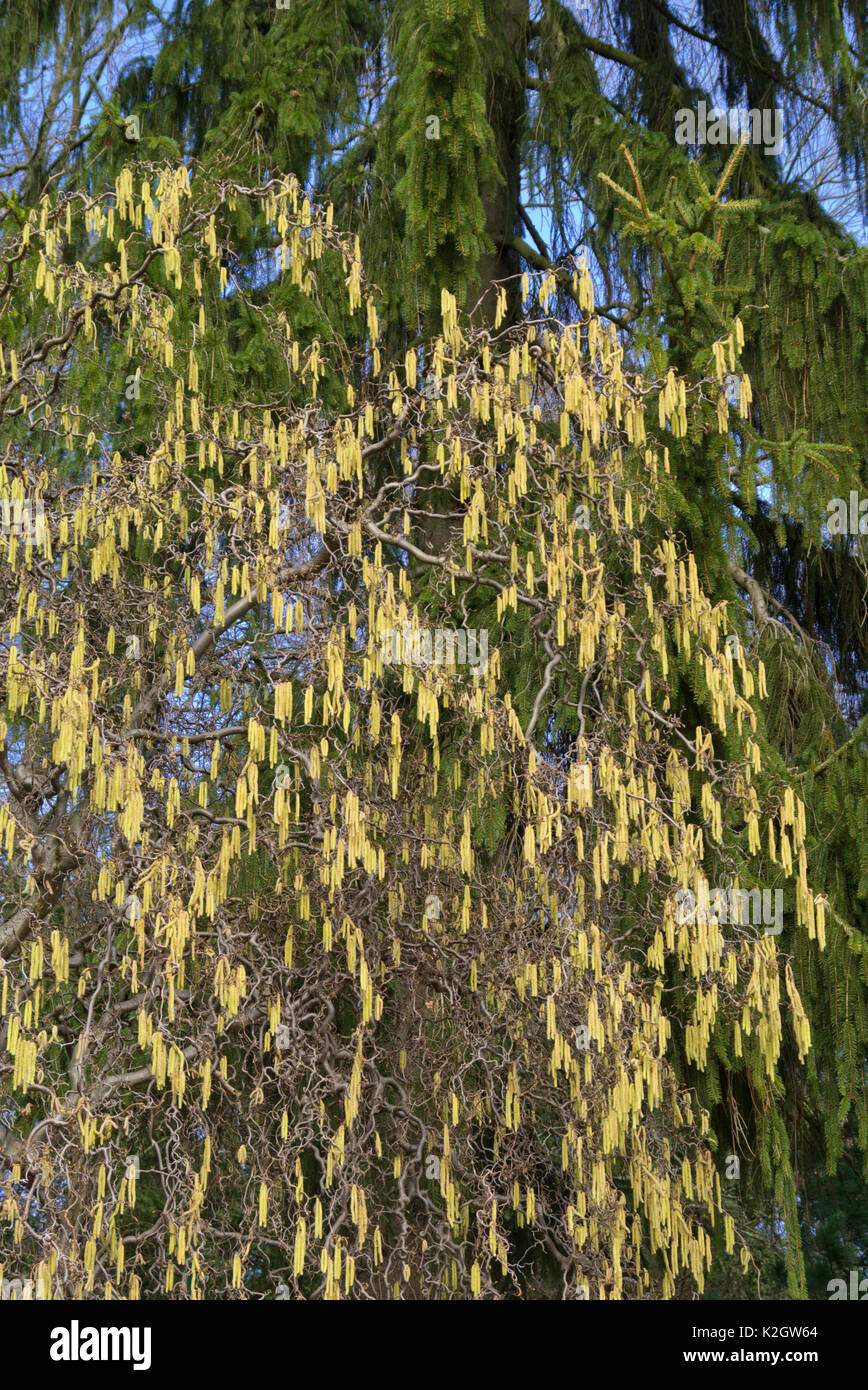 Harry Lauder's walking stick (Corylus avellana 'Contorta' Stock Photo ...