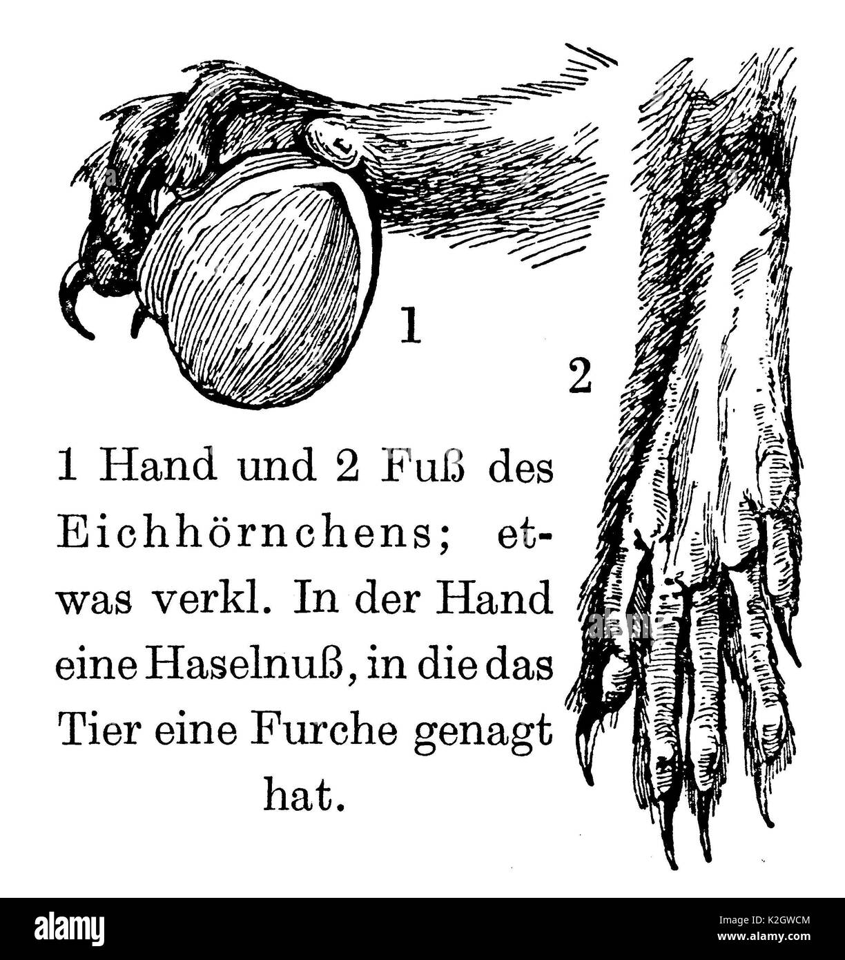 Squirrel: head and foot Stock Photo - Alamy