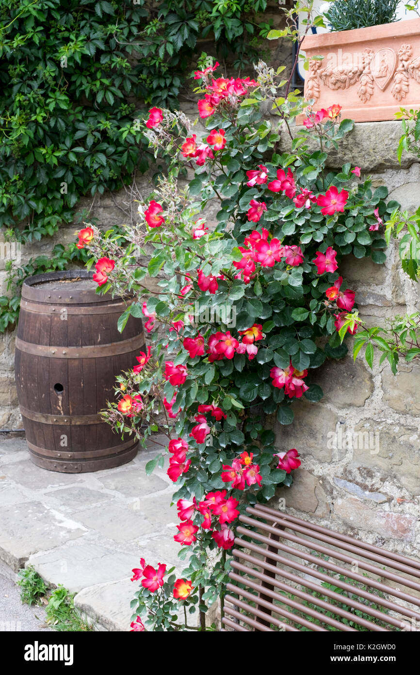 Climbing rose garden hi-res stock photography and images - Alamy