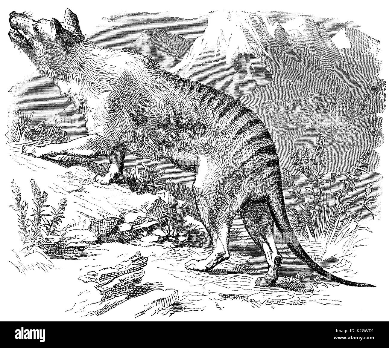 Tasmanian wolf hi-res stock photography and images - Alamy