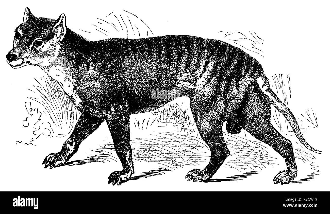 Tasmanian wolf hi-res stock photography and images - Alamy
