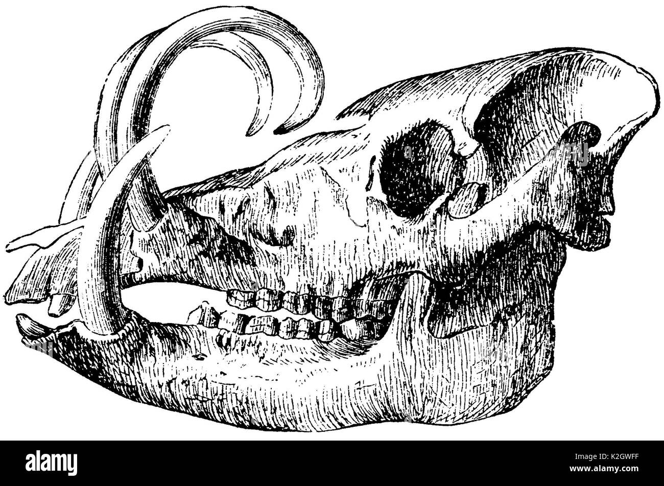 Wild Boar Skull Drawing