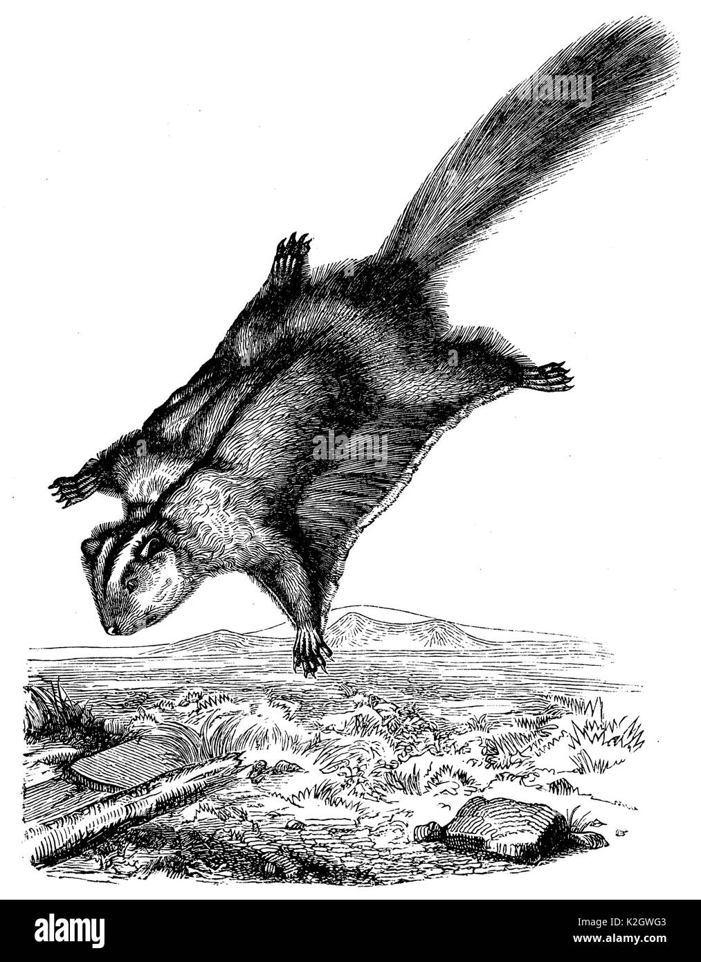 Flying squirrels pteromyini or petauristini Black and White Stock ...