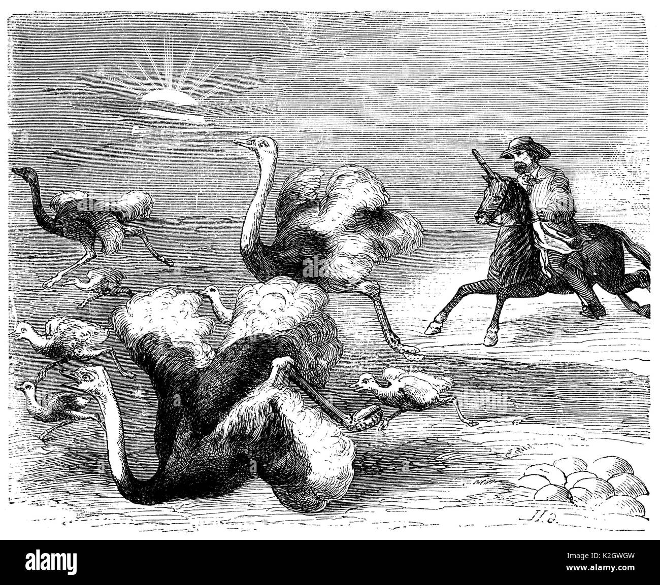 Ostrich hunting Black and White Stock Photos & Images - Alamy