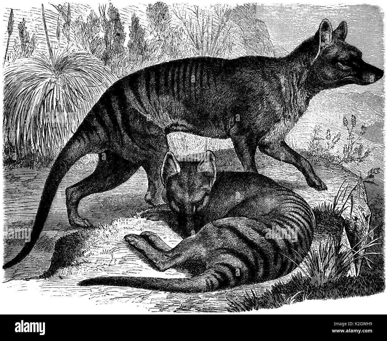 Tasmanian wolf hi-res stock photography and images - Alamy