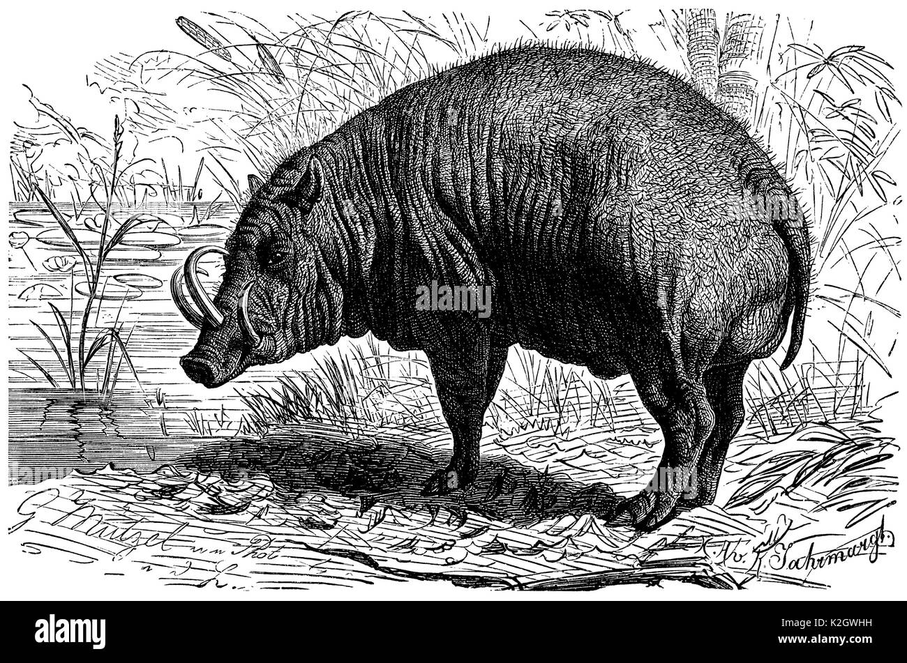 Pig deer hi-res stock photography and images - Alamy