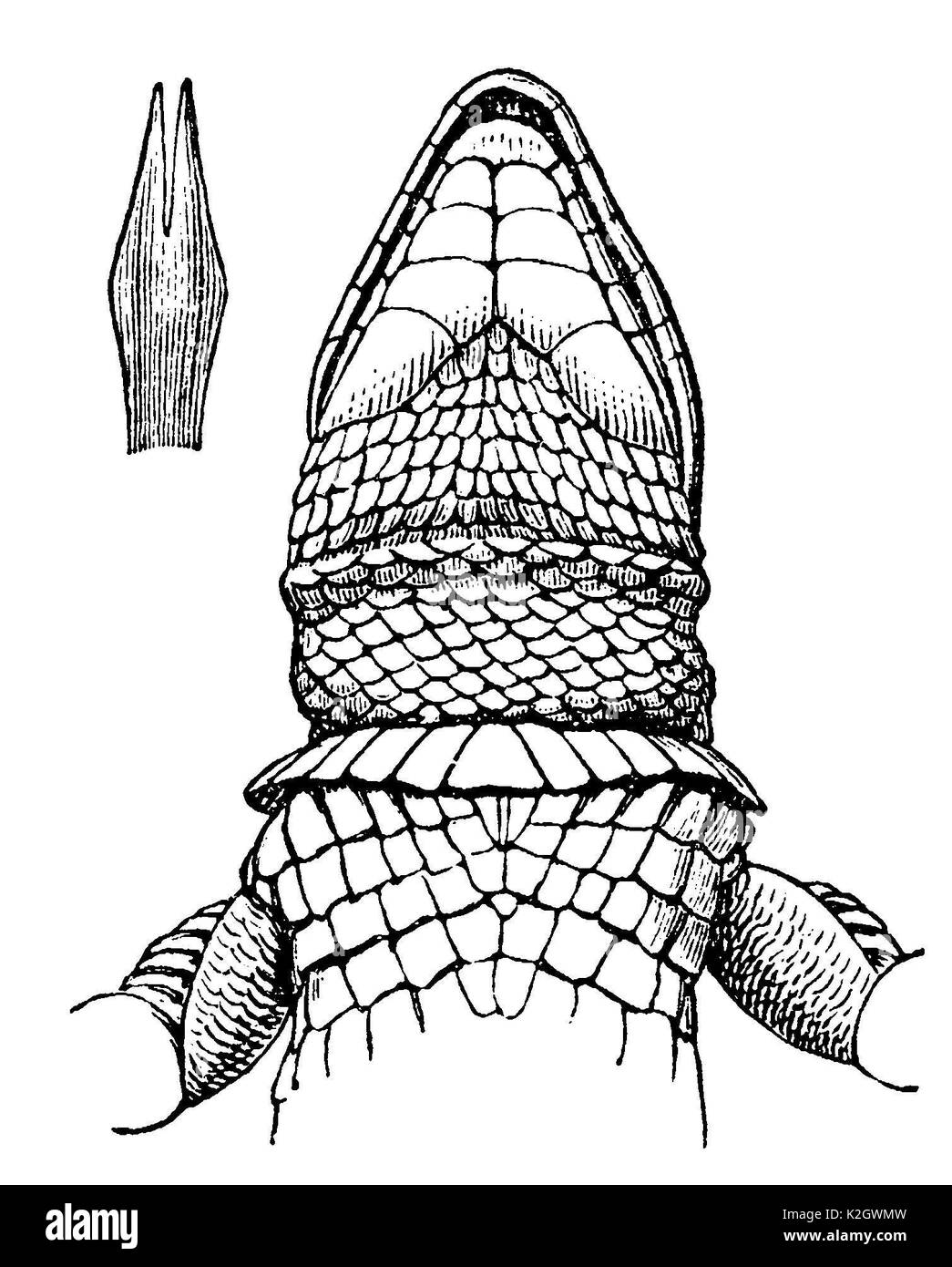 White line drawing from left Black and White Stock Photos & Images - Alamy