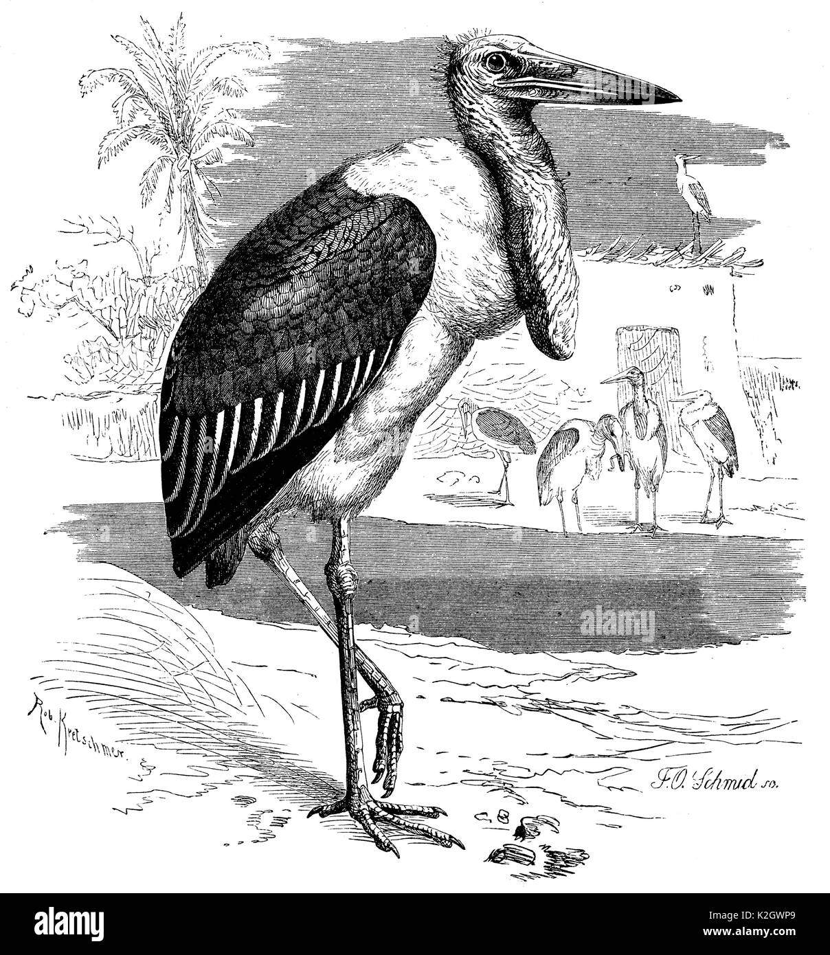 Vector Illustration Marabou Stork Stock Photos & Vector Illustration ...