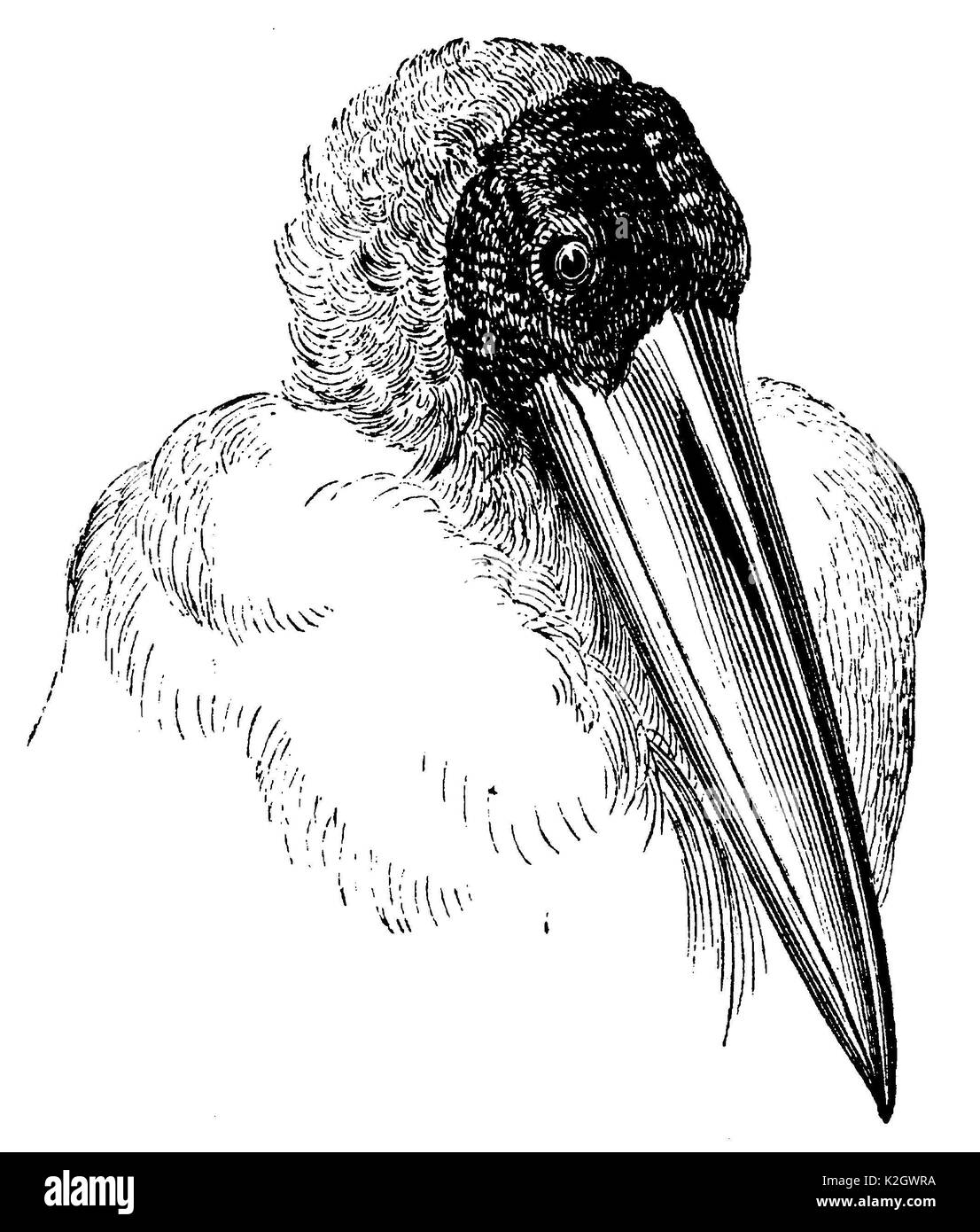 Marabu : head Stock Photo - Alamy