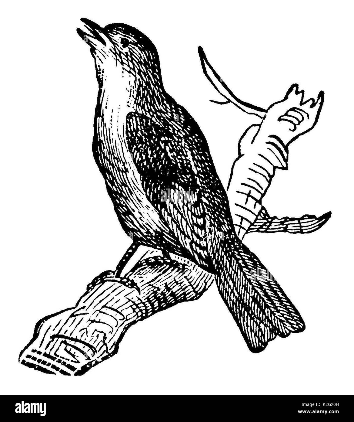 Nightingale Black and White Stock Photos & Images - Alamy