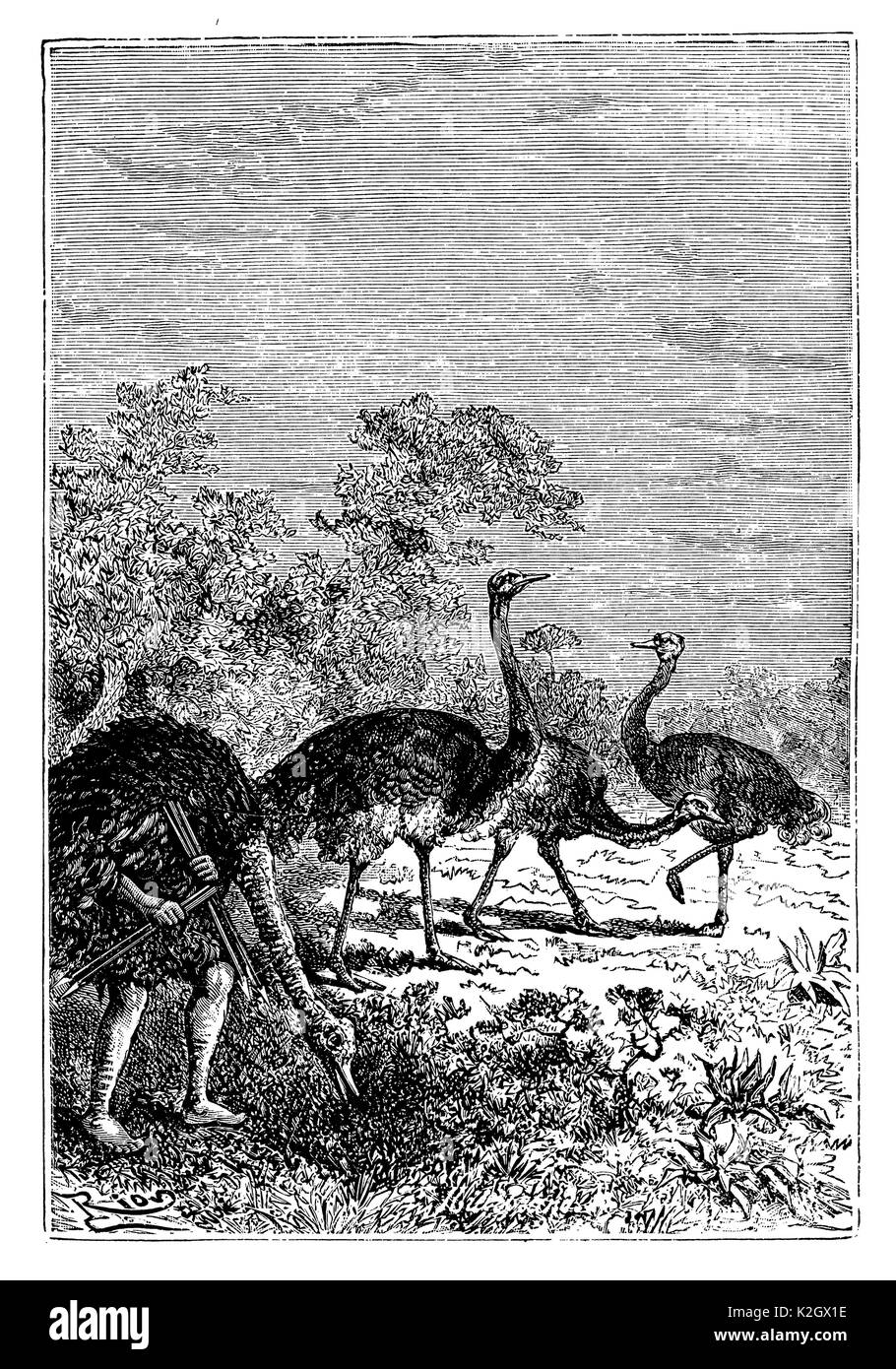 Ostrich hunting: hunter in ostrich camouflage Stock Photo - Alamy