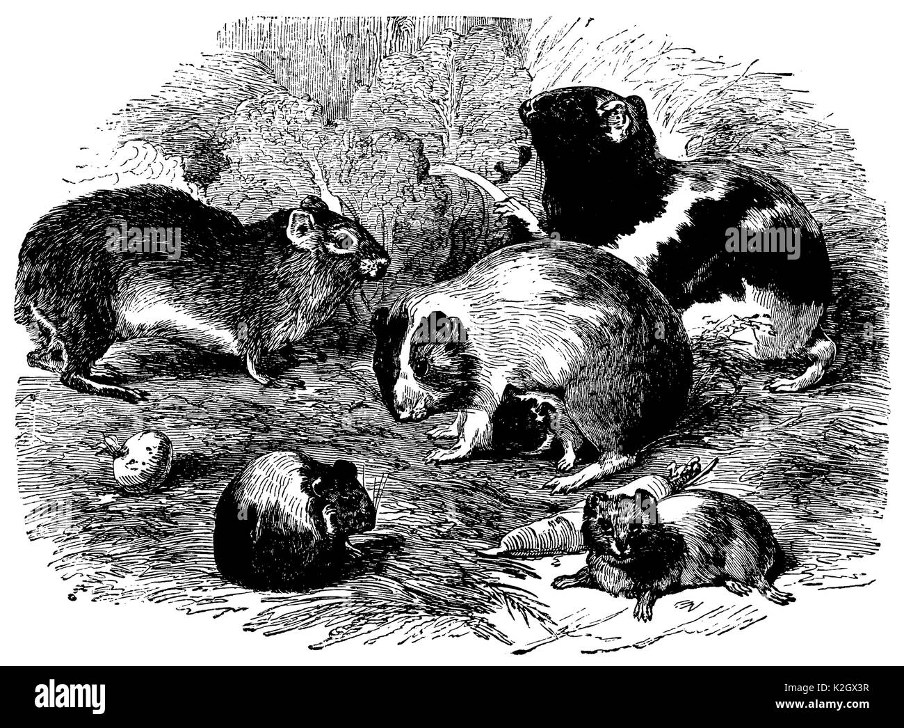 Animal guinea pig Black and White Stock Photos & Images - Alamy