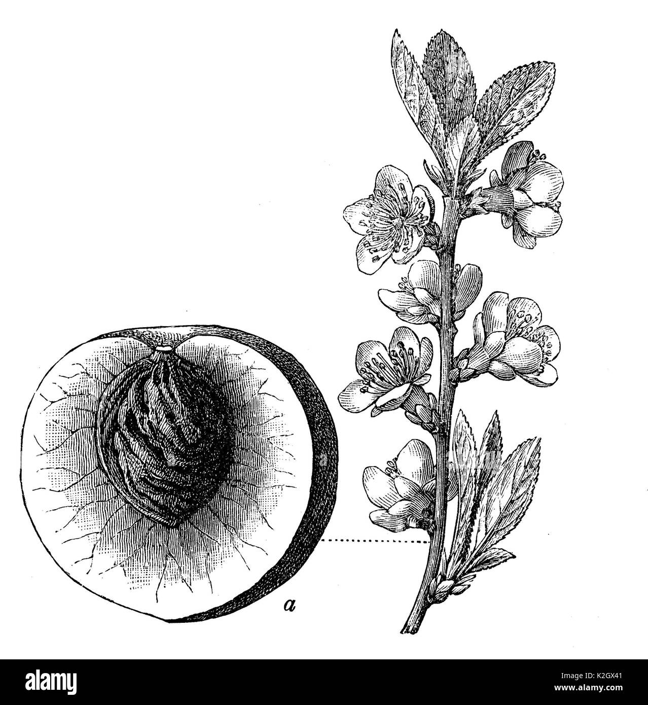 Peach tree illustration Cut Out Stock Images & Pictures - Alamy