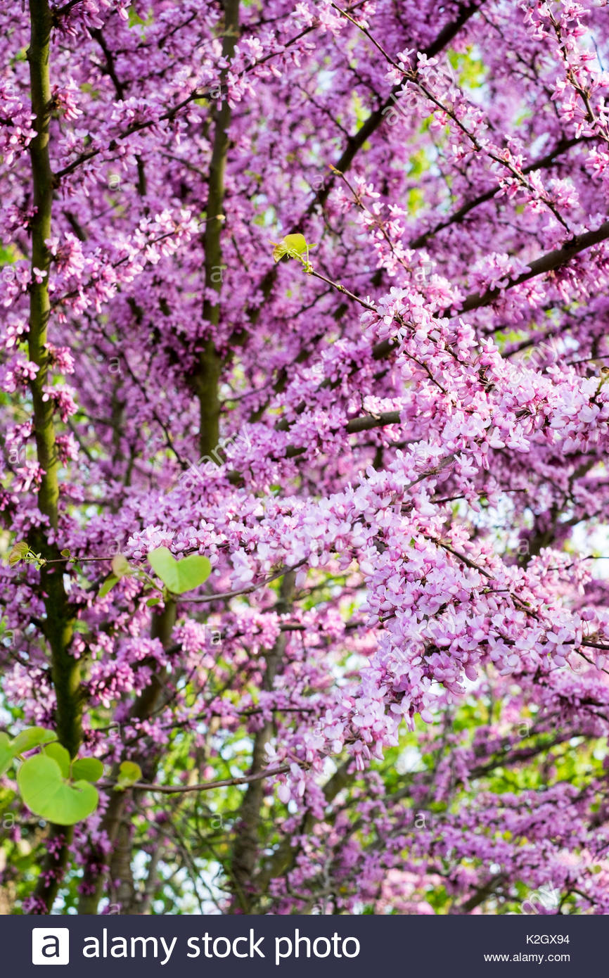 Judas Tree Stock Photos & Judas Tree Stock Images - Alamy