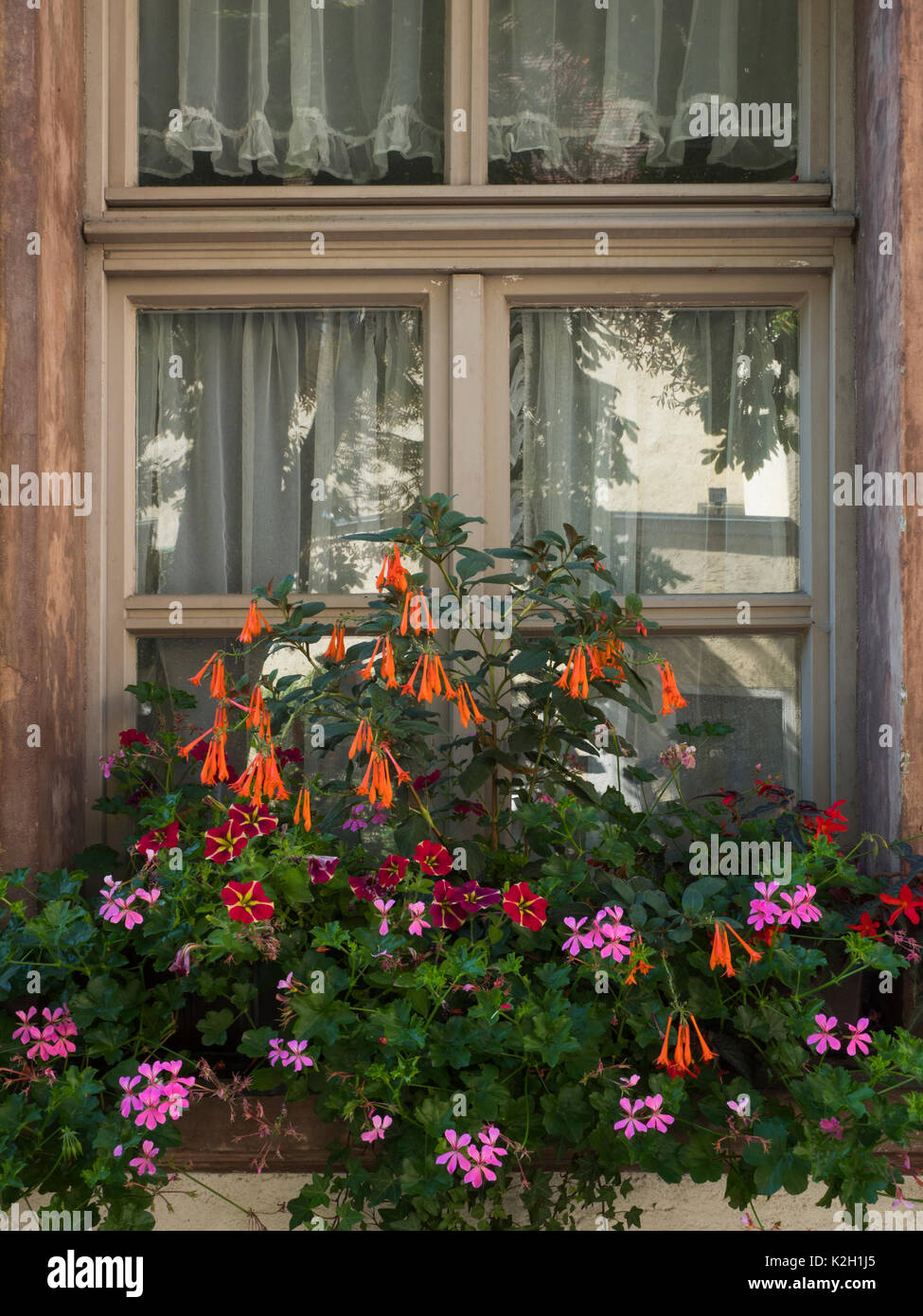 Box of verbena hi-res stock photography and images - Alamy