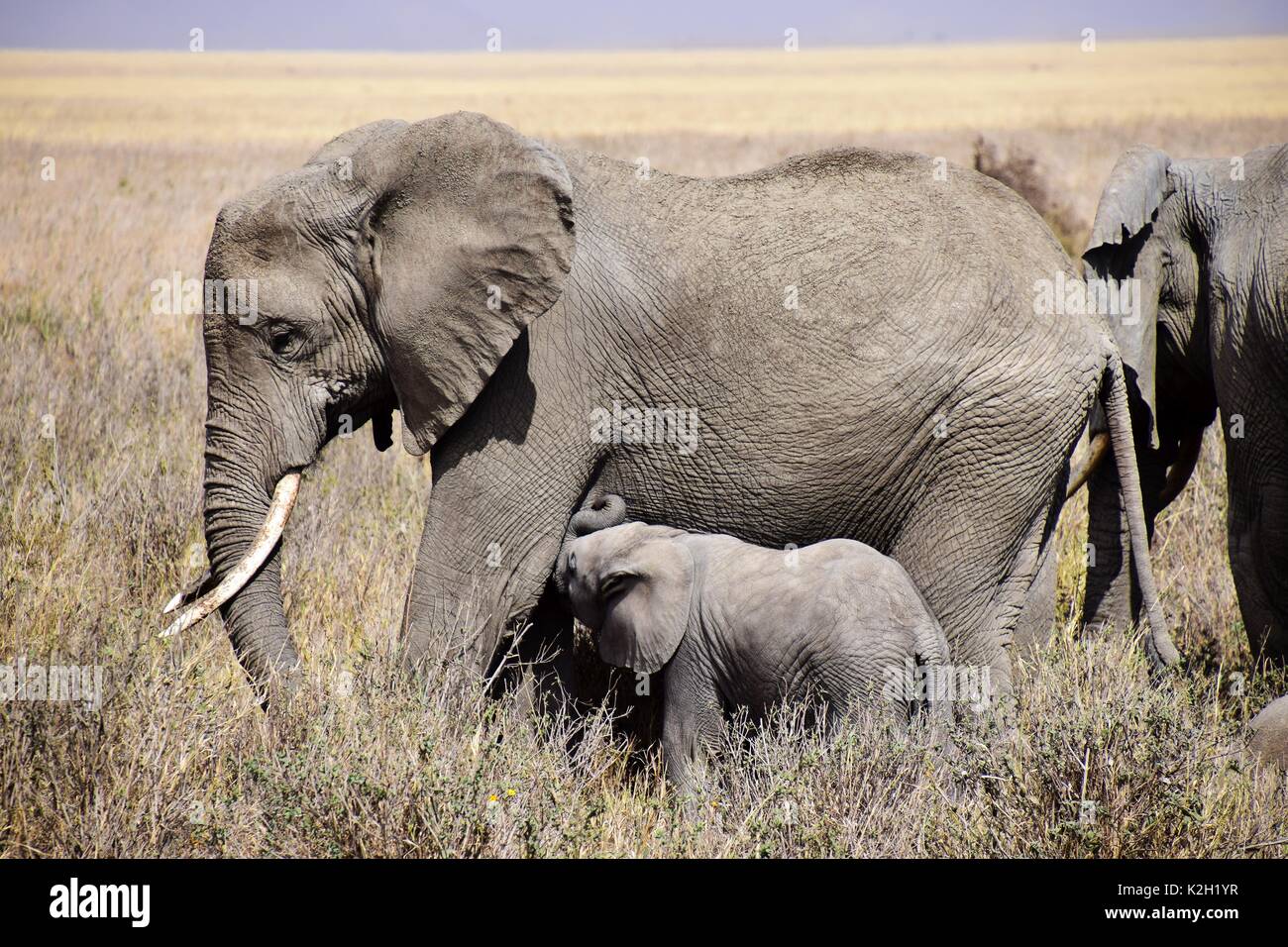 Baby elephant nursing hi-res stock photography and images - Alamy