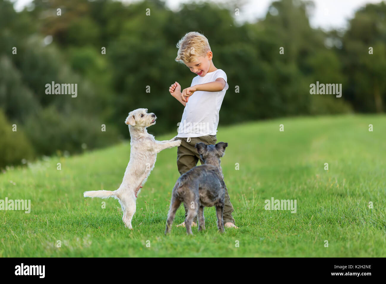 picture of a young boy who plays with two small dogs Stock Photo - Alamy
