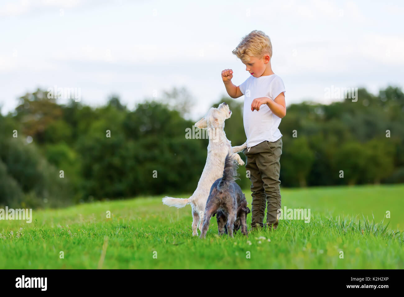 picture of a young boy who plays with two small dogs Stock Photo - Alamy