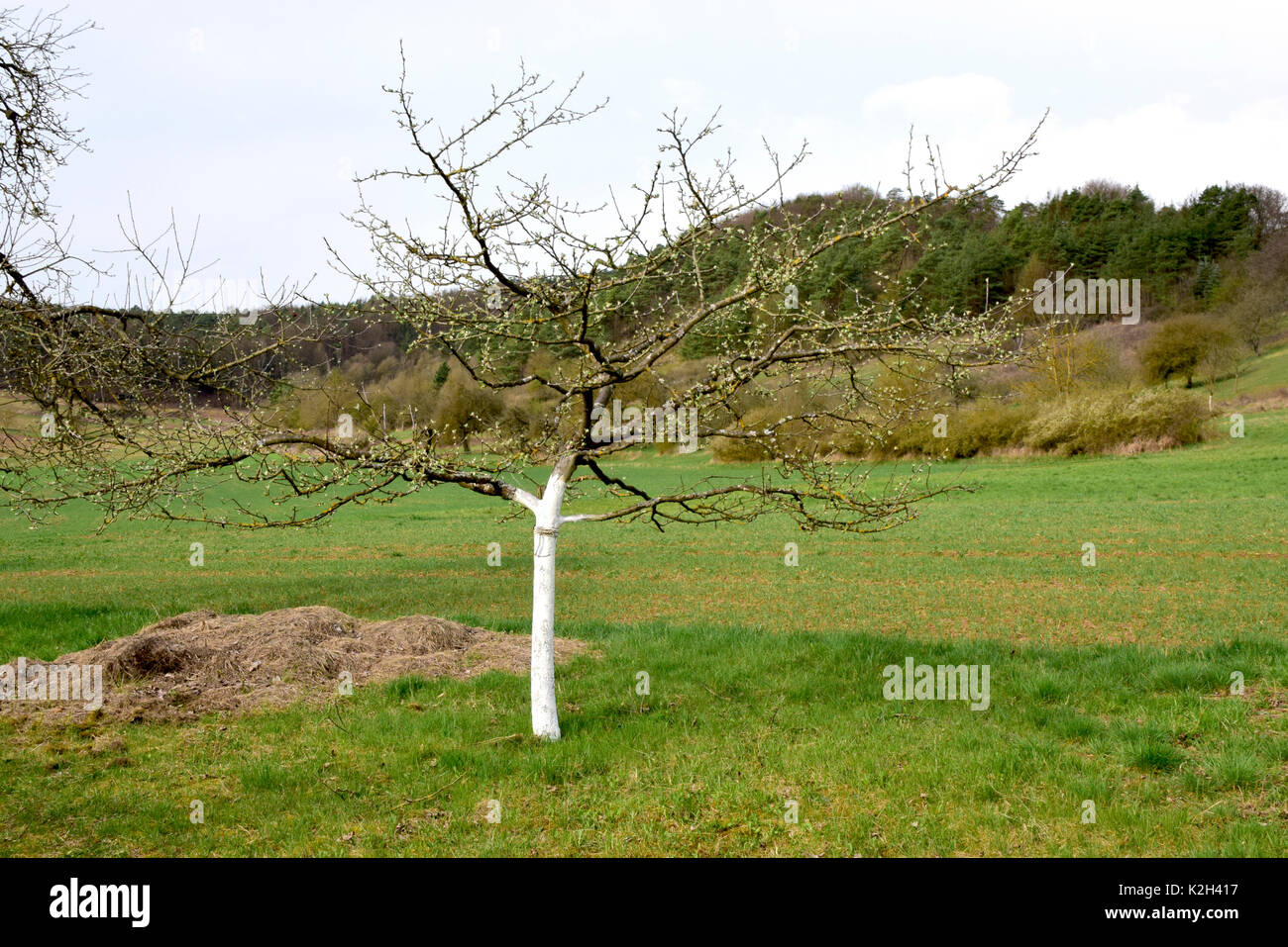 Tree of protection hi-res stock photography and images - Alamy