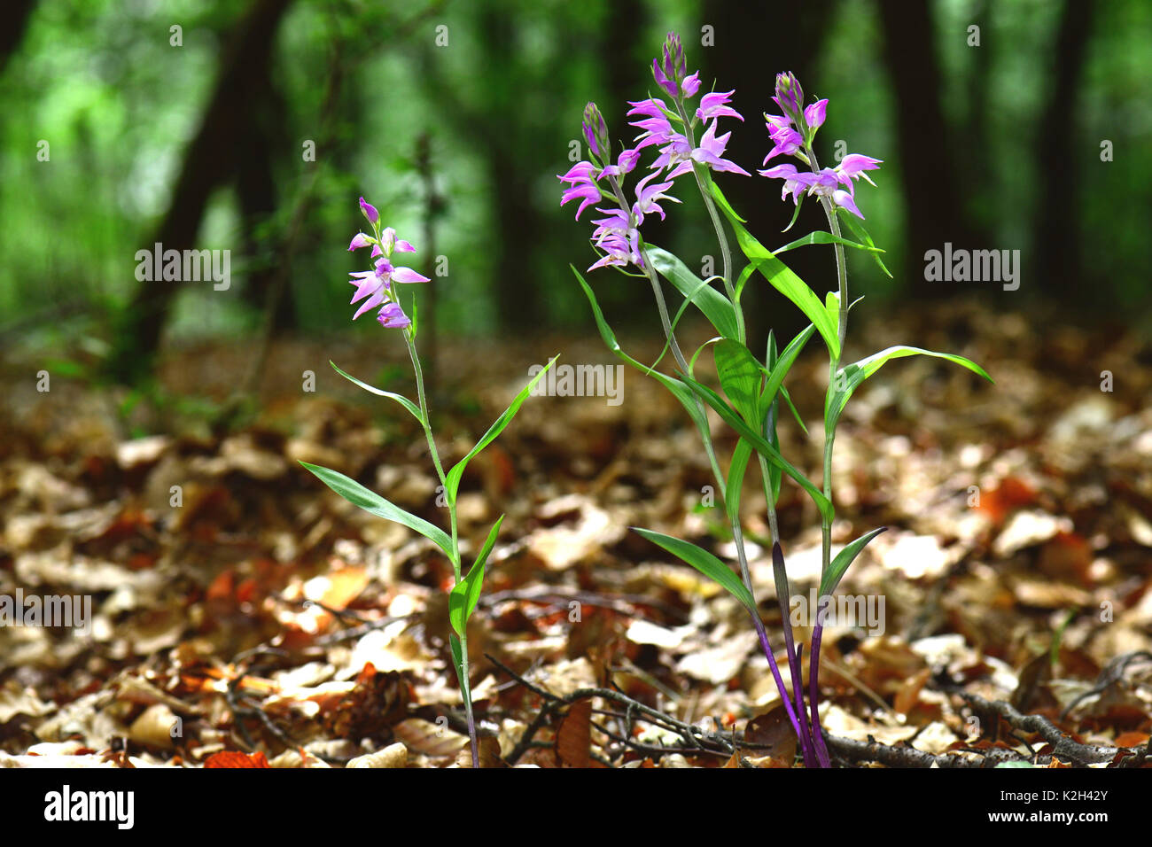 Red Helleborine (Cephalanthera rubra), flowering plants Stock Photo - Alamy