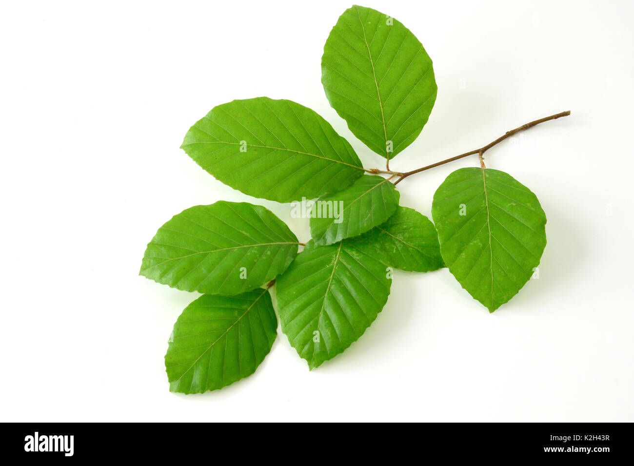 Common Beech (Fagus sylvatica), twig with leaves, studio picture Stock ...