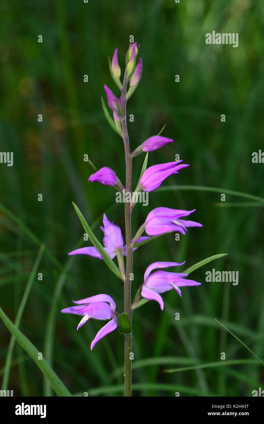Red Helleborine ((Cephalanthera rubra), flowering Stock Photo - Alamy