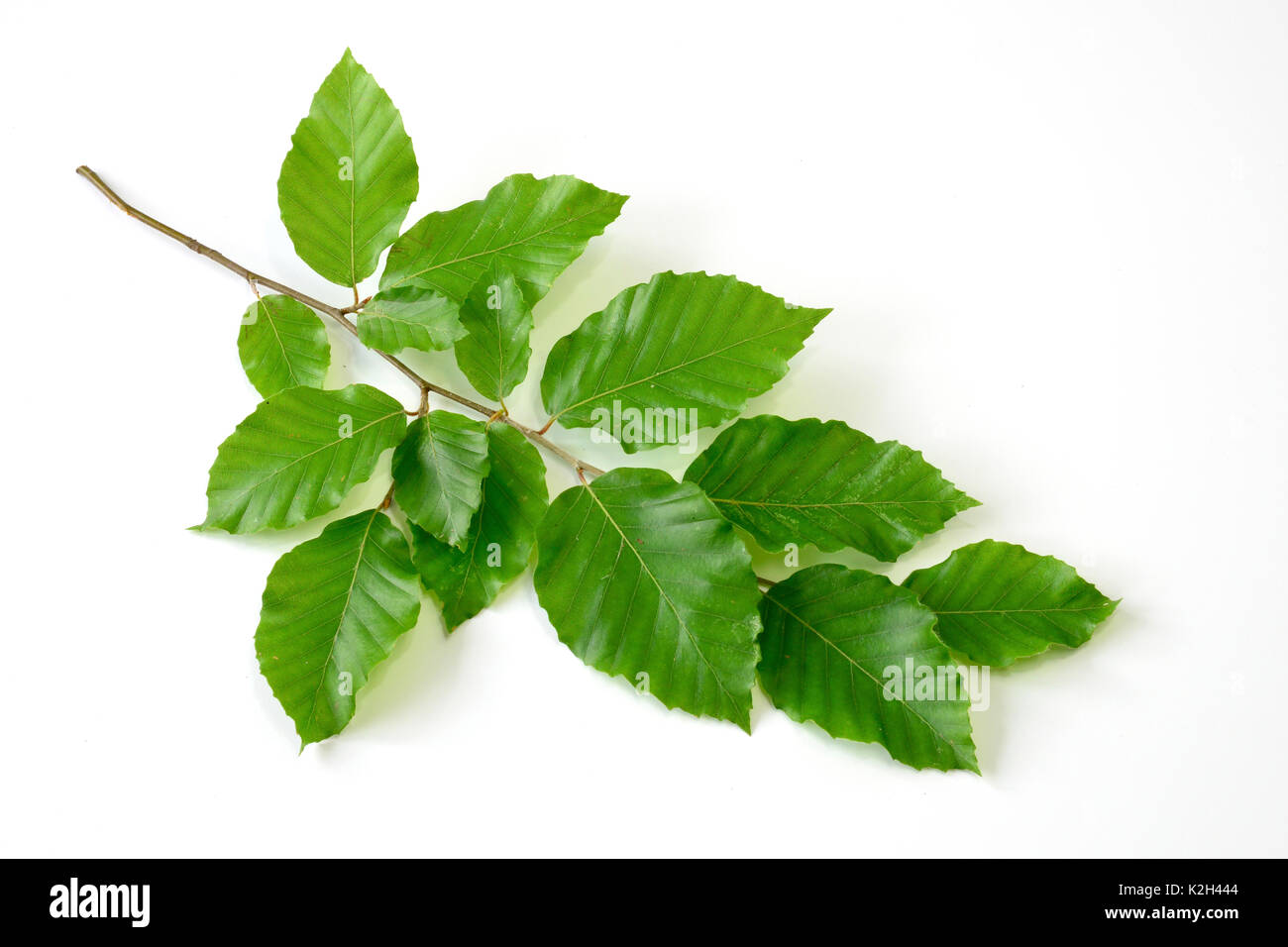 Common Beech (Fagus sylvatica). Twig with green leaves, studio picture ...