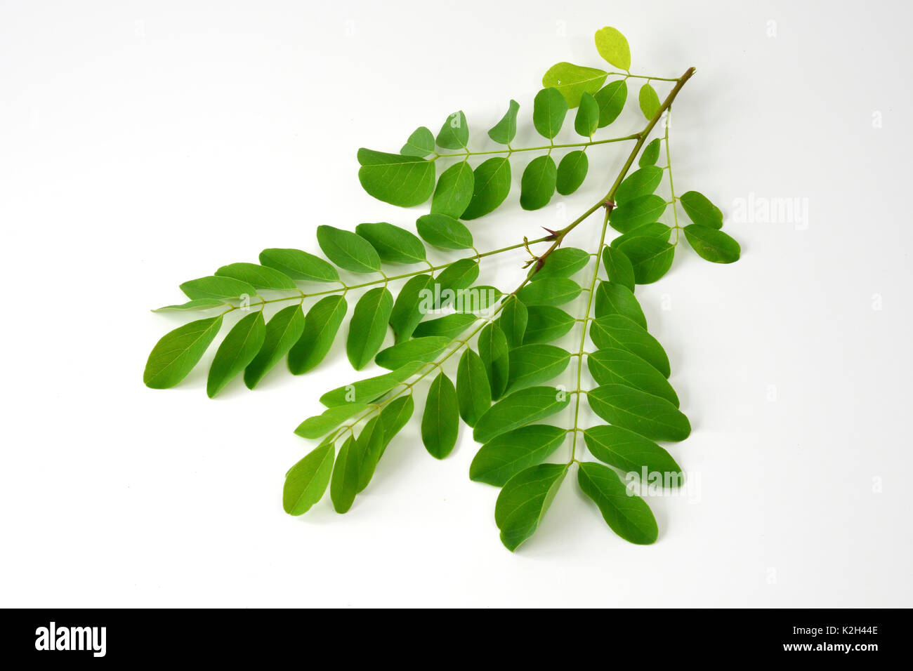 Acacia, Black Locust, Robinia (Robinia pseudoacacia), twig with leaves ...