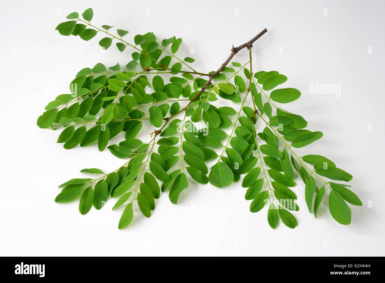 Acacia, Black Locust, Robinia (Robinia pseudoacacia), twig with leaves ...