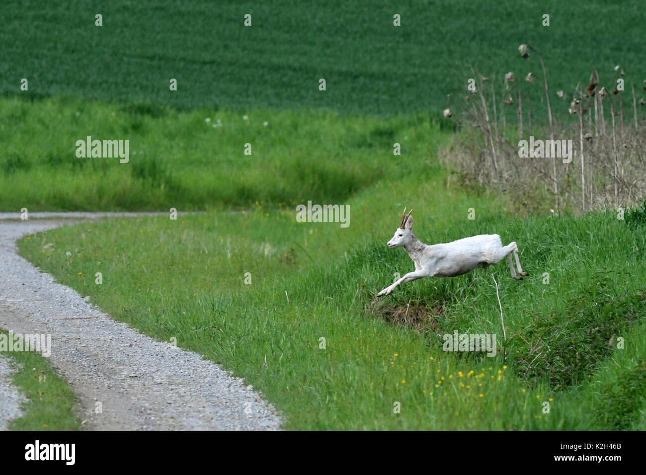 White roe hi-res stock photography and images - Alamy