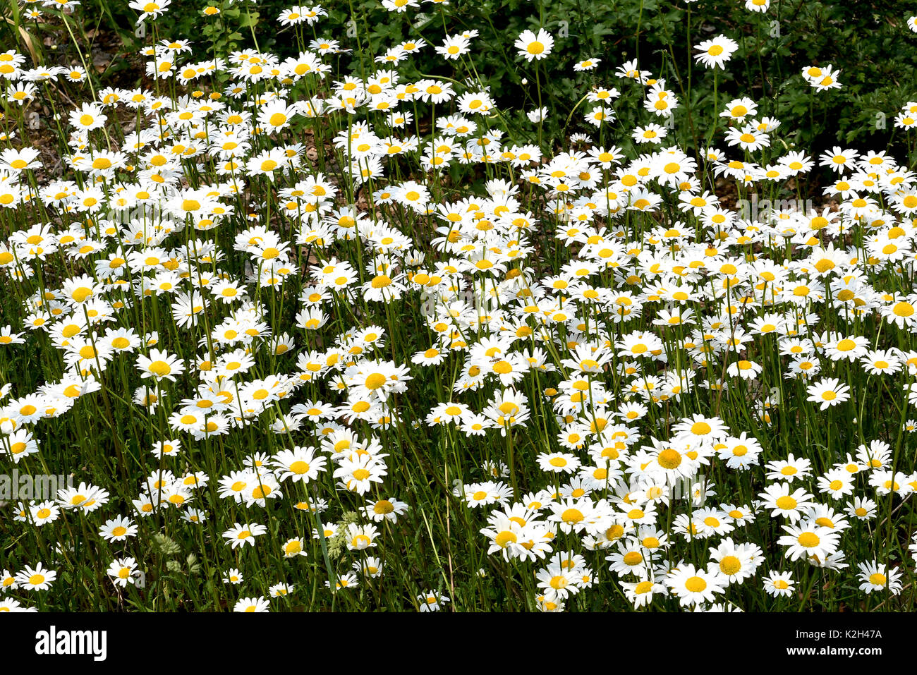 Moon Daisy, Ox-Eye Daisy (Leucanthemum vulgare, Chrysanthemum ...