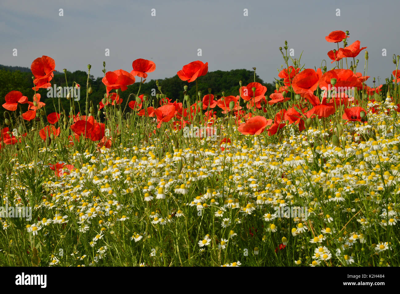 Field Poppy, Corn Poppy, Flanders Poppy (Papaver rhoeas) and German ...