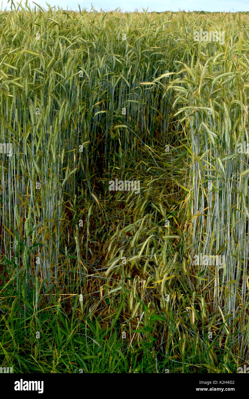 Crop damage by machines which spryed pesticides too short before the ...